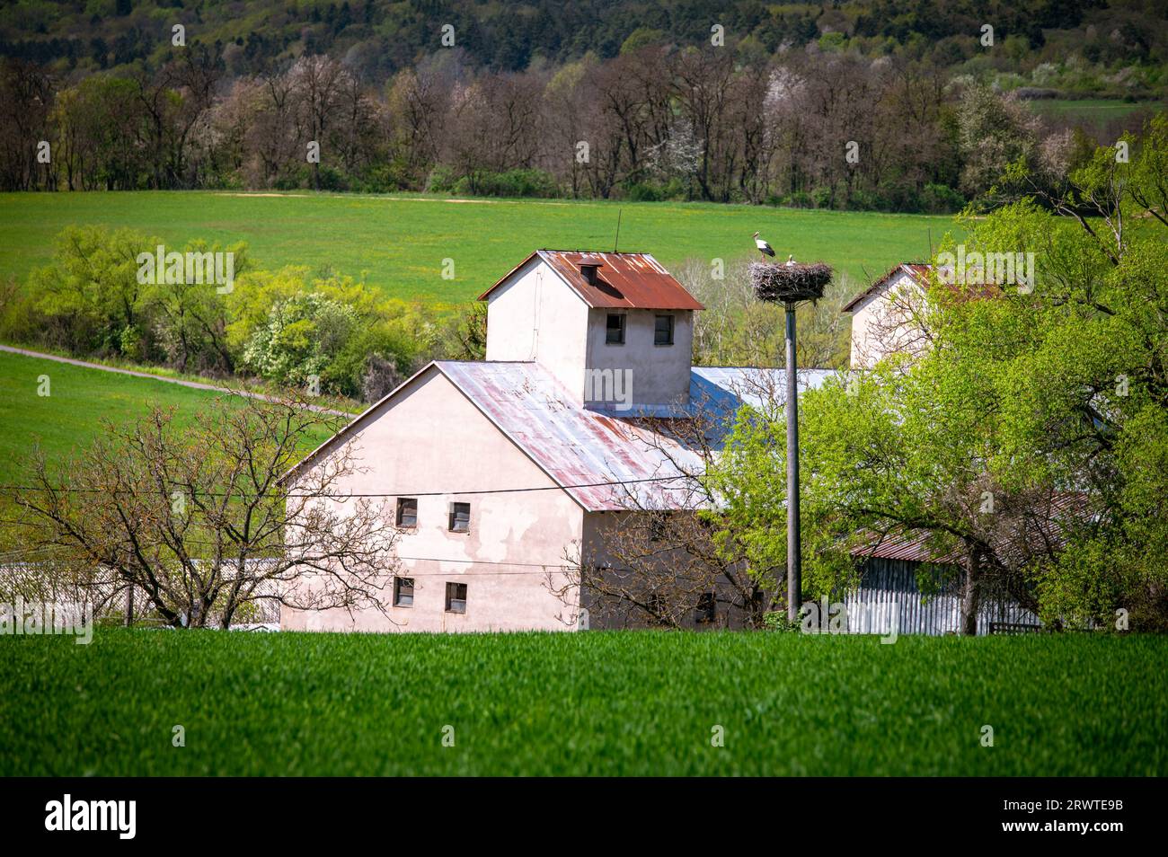 Farm landscape and stork in the nest, beautiful spring photo with green ...