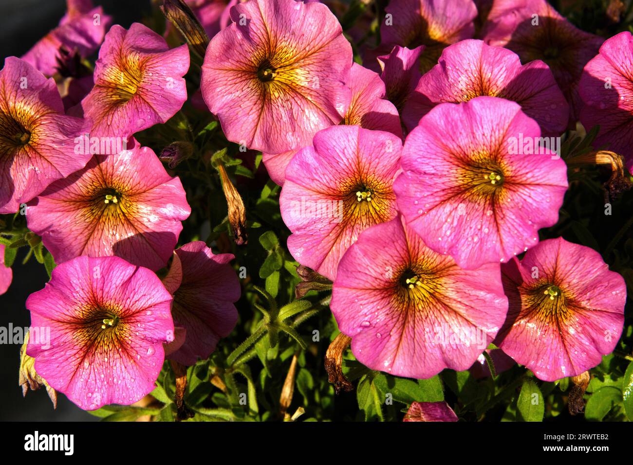 Petchoa supercal hi-res stock photography and images - Alamy