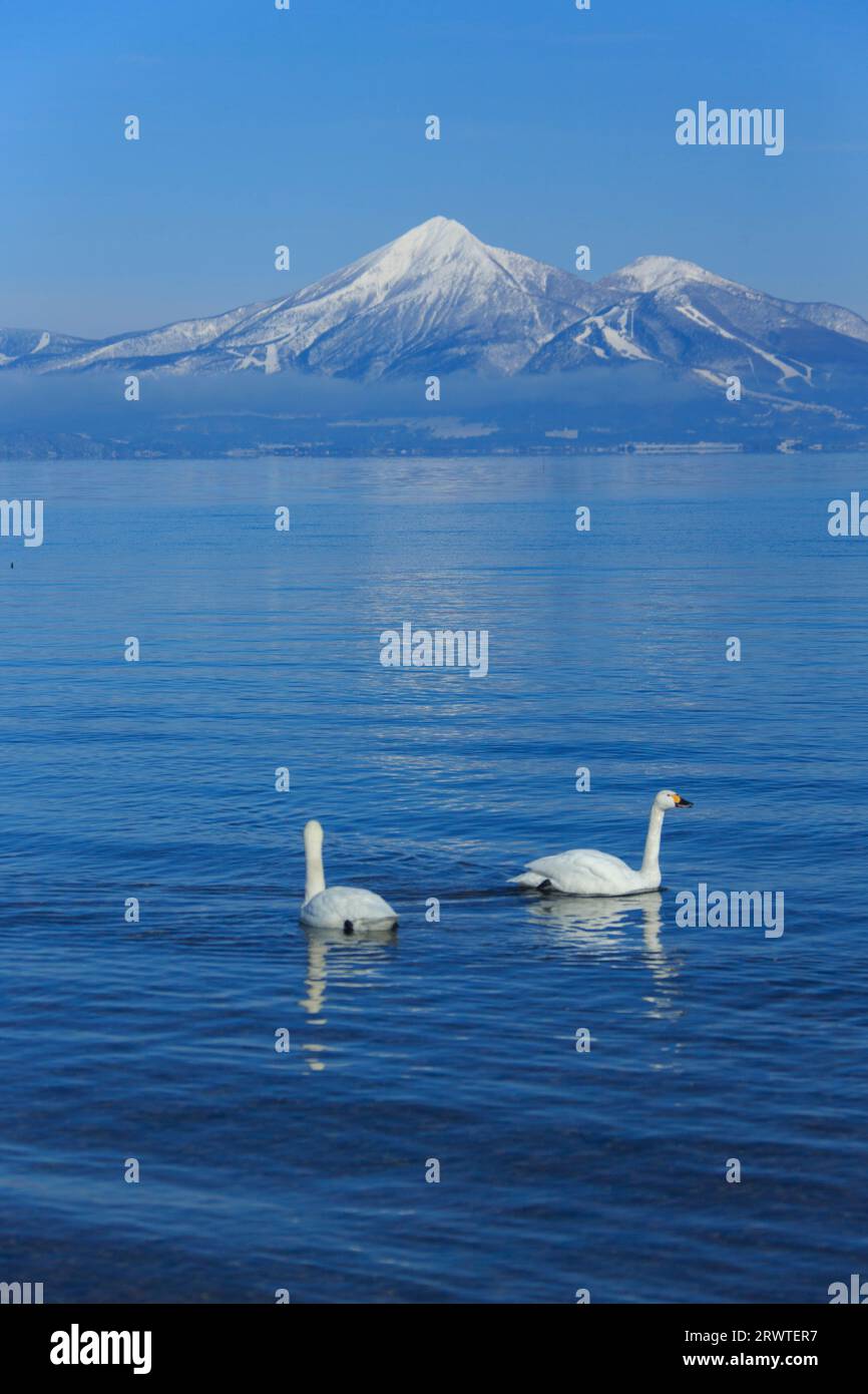 Swans, Lake Inawashiro and Mount Bandai Stock Photo - Alamy