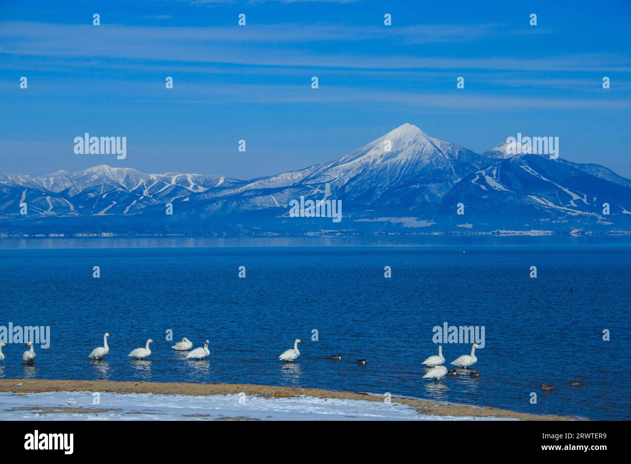 Swans, Lake Inawashiro and Mount Bandai Stock Photo - Alamy
