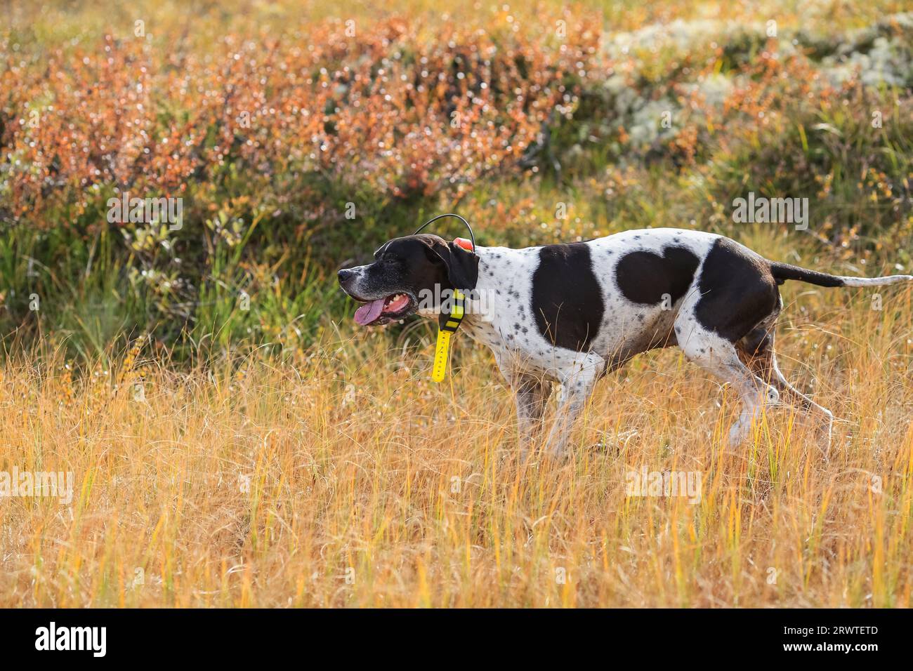 Dog english pointer hunting in the mountains in Norway Stock Photo - Alamy