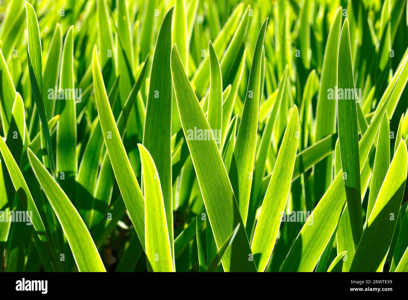 Orris plant hi-res stock photography and images - Alamy