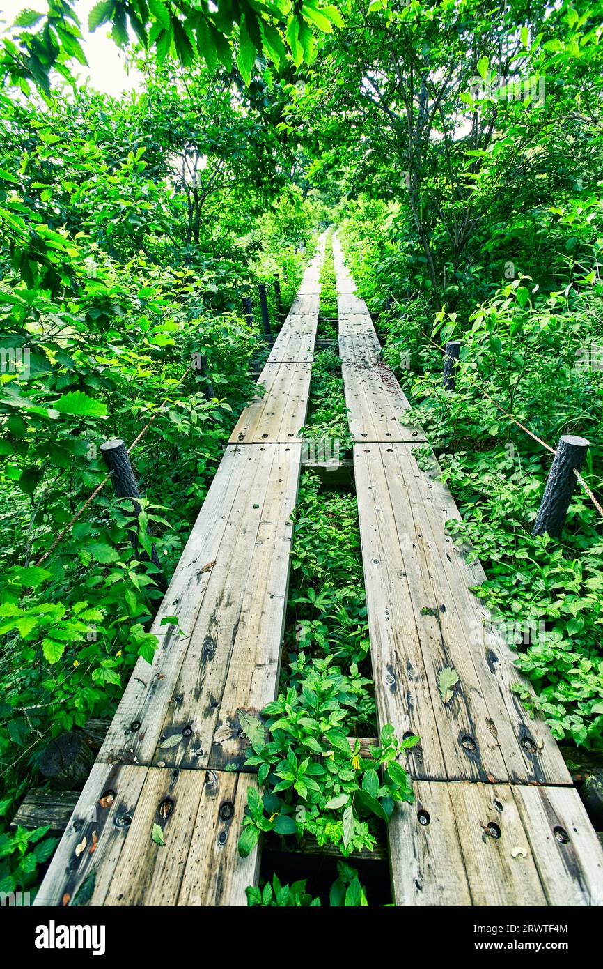 Wetland path hi-res stock photography and images - Alamy