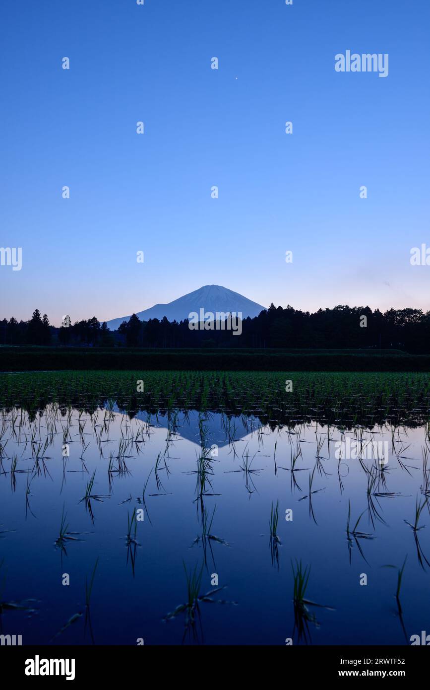 Fuji at dusk with rice paddies after planting Stock Photo - Alamy