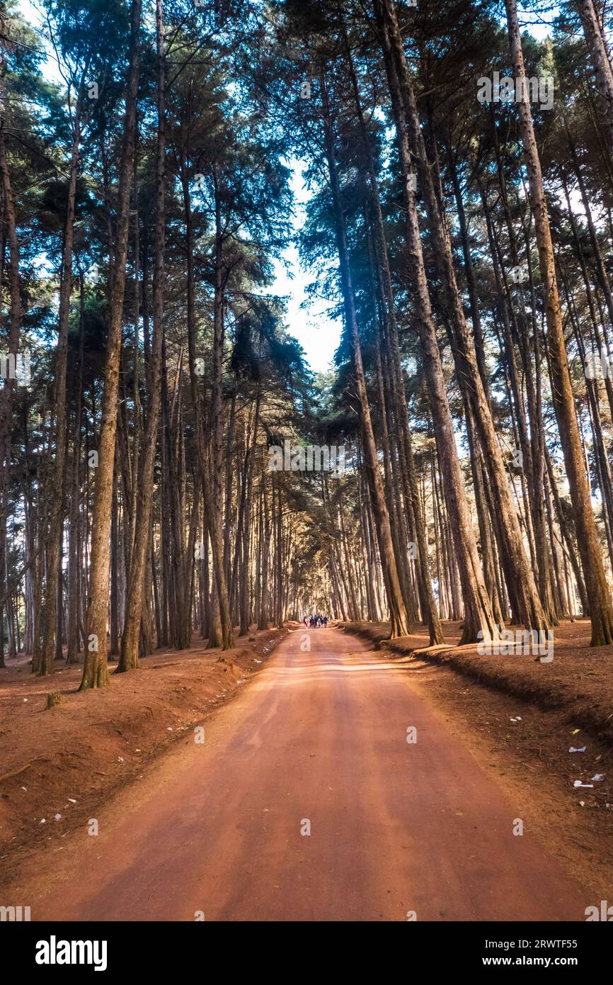 Mbooni forest hi-res stock photography and images - Alamy