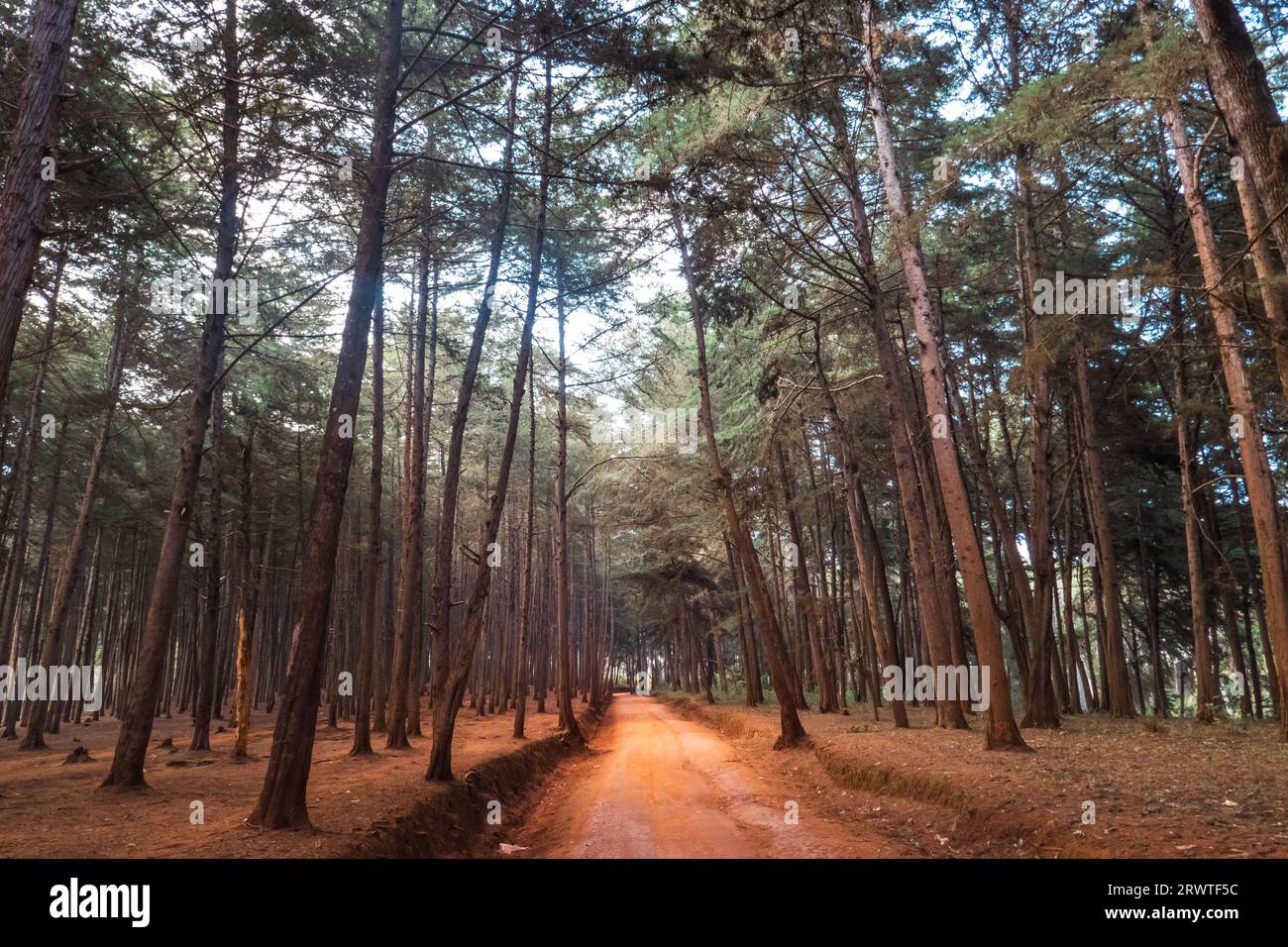 Mbooni forest hi-res stock photography and images - Alamy
