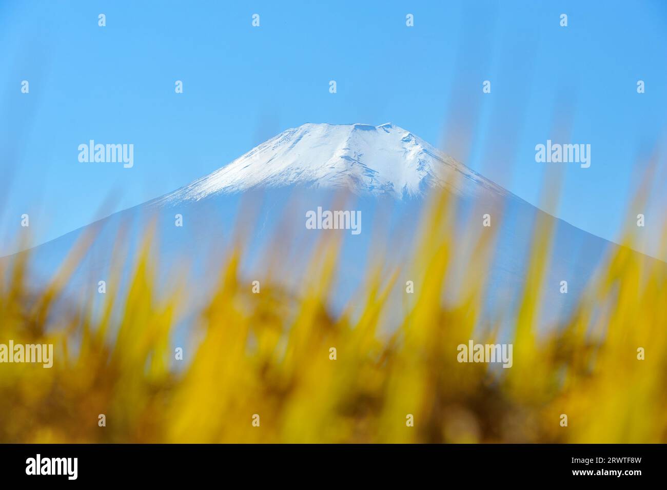 Fuji in the first snow through ears of rice Stock Photo - Alamy