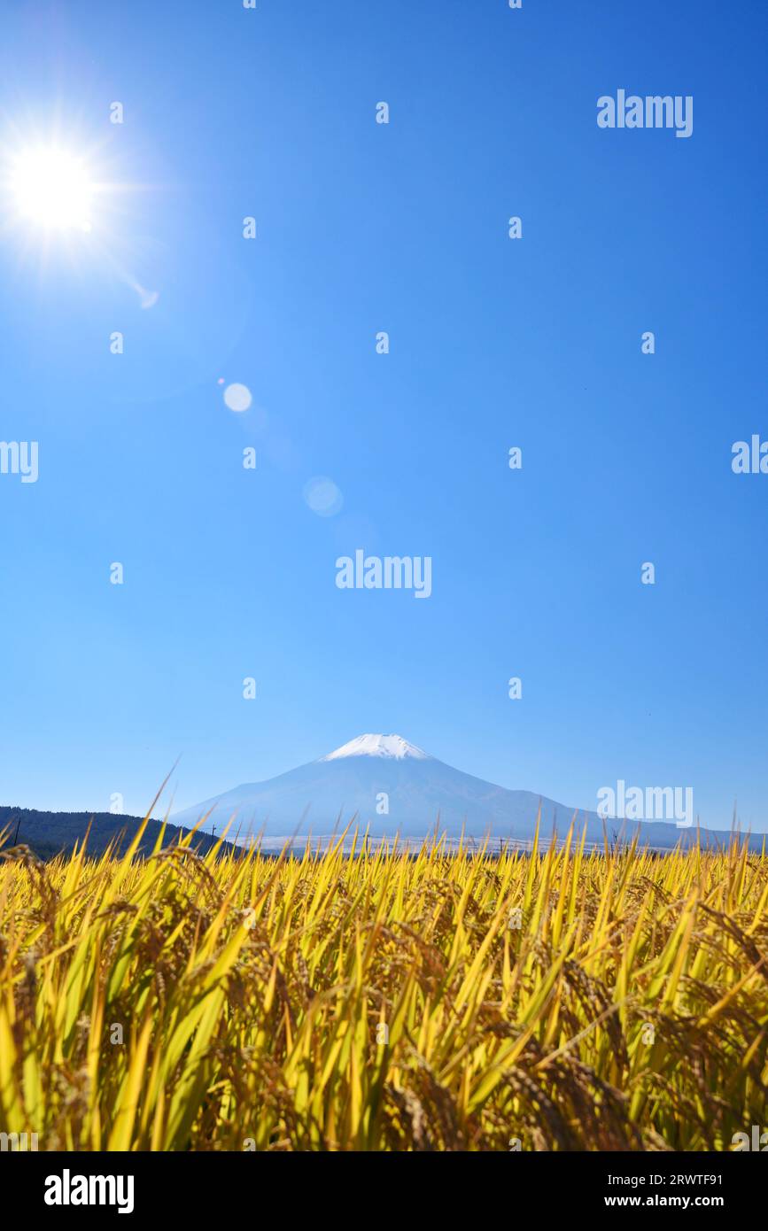 Turns red and yellow hi-res stock photography and images - Alamy