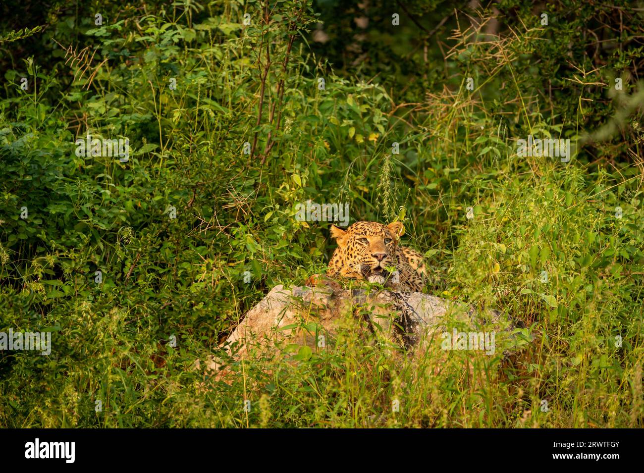 wild male leopard or panther or panthera pardus fusca closeup resting ...