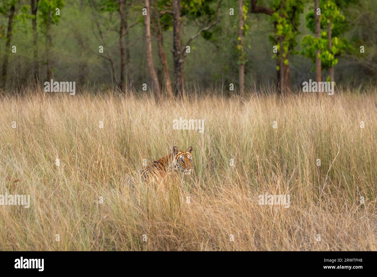 Indian wild female bengal tiger or panthera tigris tigris camouflage in ...