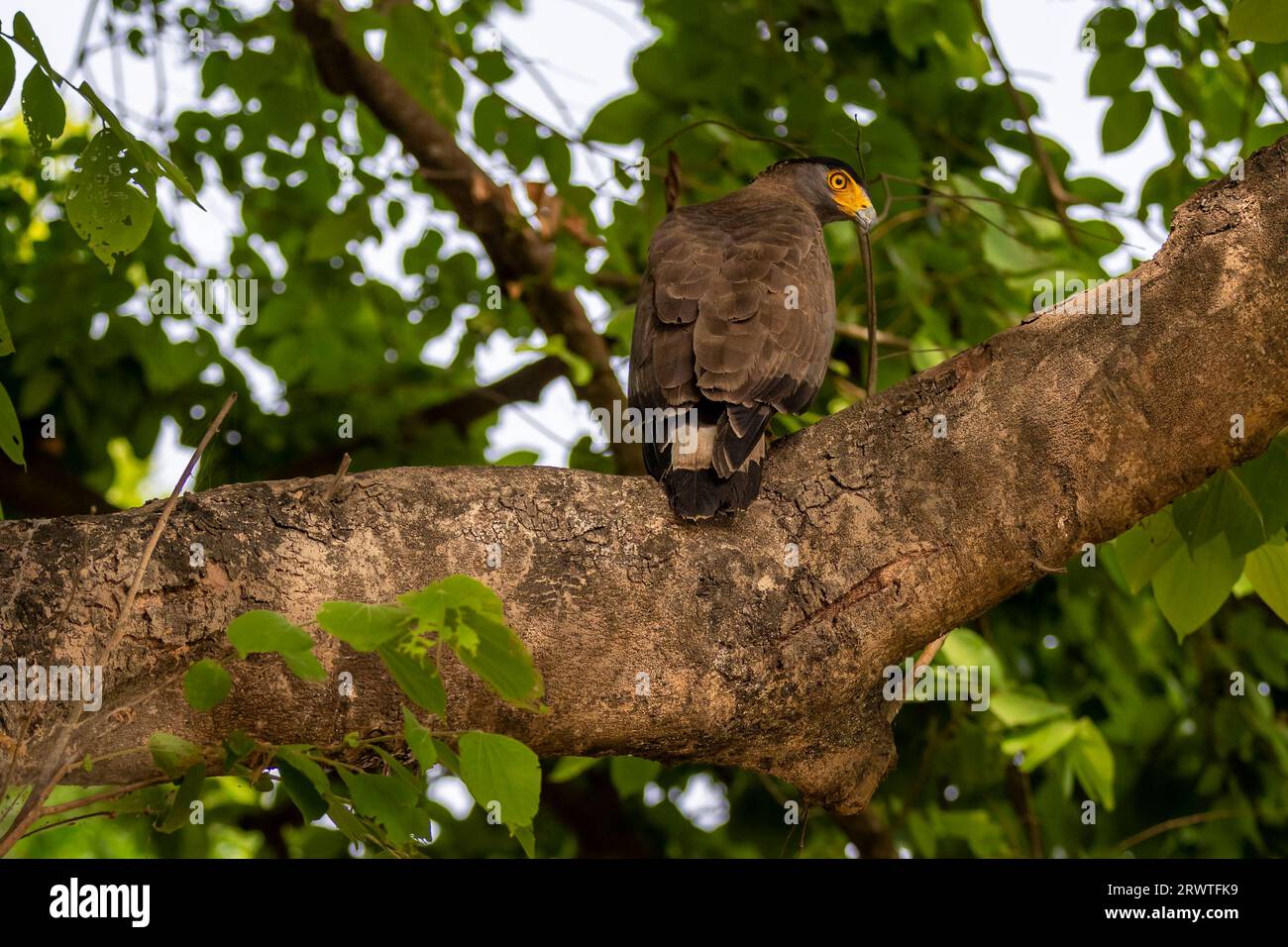 Crested Serpent Eagle or Spilornis cheela bird of prey closeup perched ...