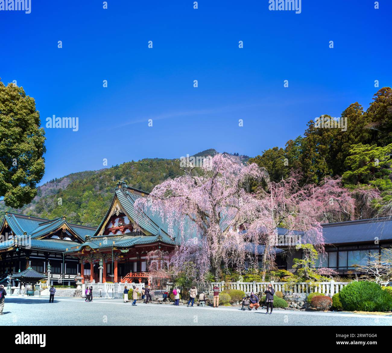 Cherry blossoms and Soshido Hall at Kuonji Temple in Minobu-san ...