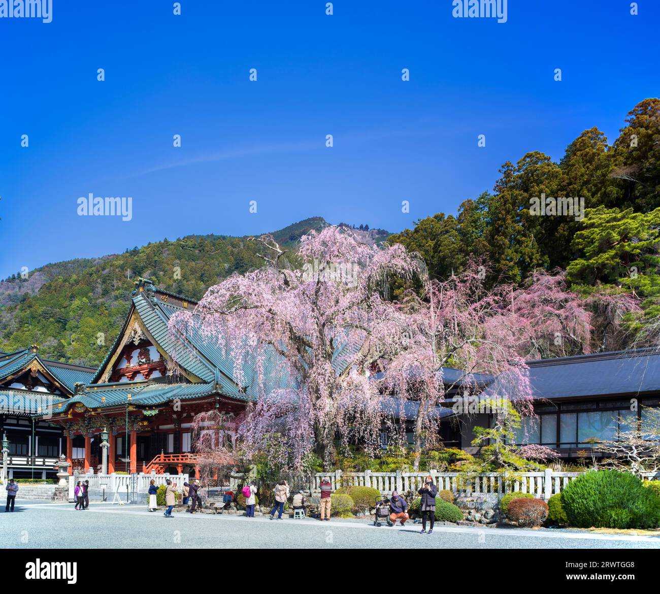 Cherry blossoms and Soshido Hall at Kuonji Temple in Minobu-san ...