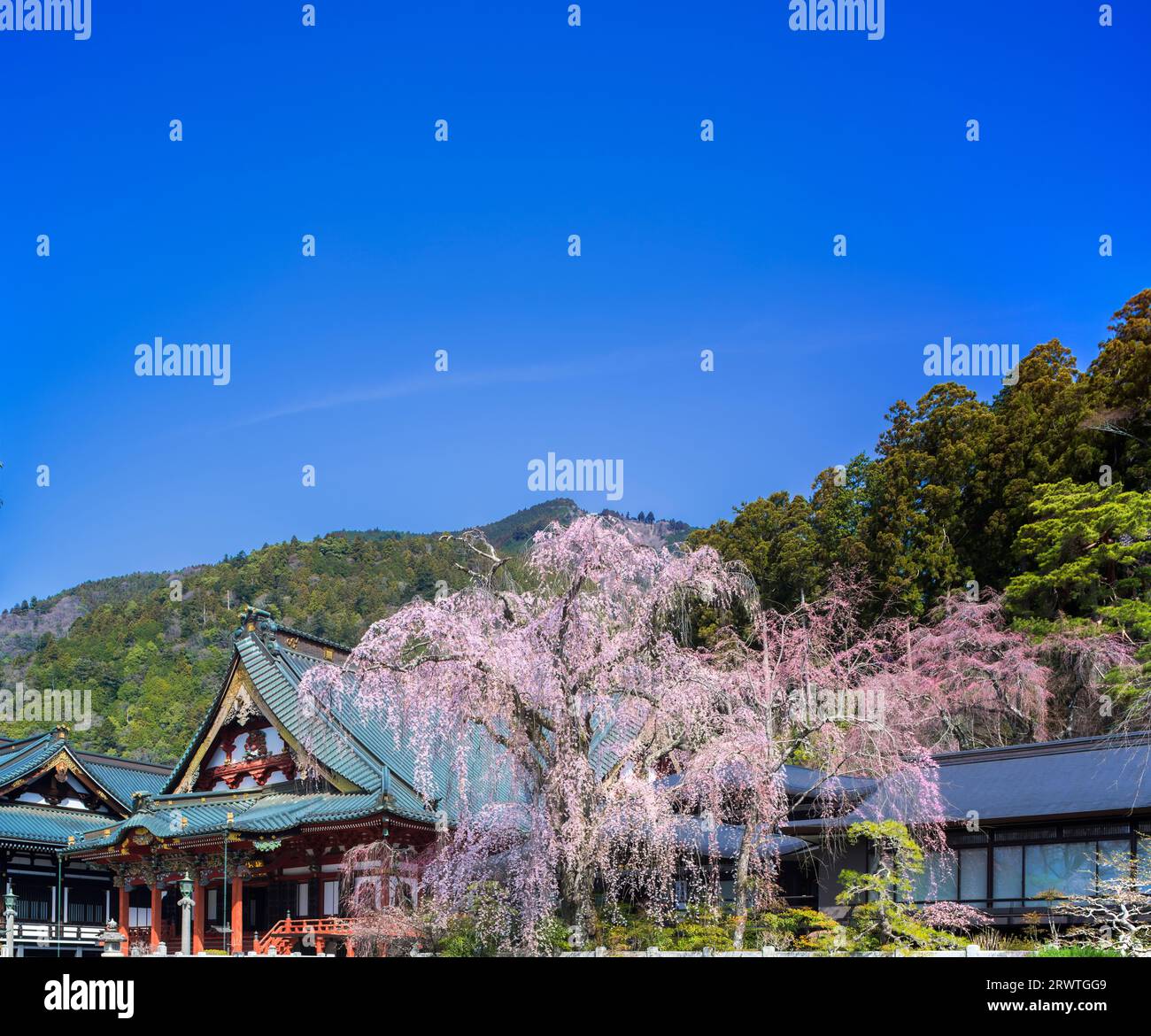 Cherry blossoms and Soshido Hall at Kuonji Temple in Minobu-san ...