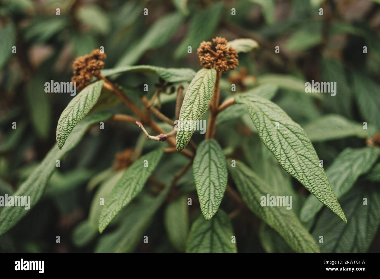 Leatherleaf viburnum (Viburnum rhytidophyllum) plant Stock Photo - Alamy
