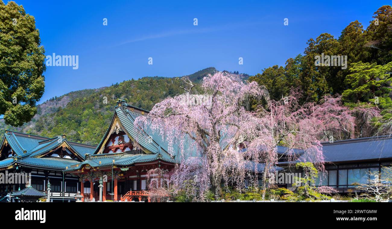 Cherry blossoms and Soshido Hall at Kuonji Temple in Minobu-san ...