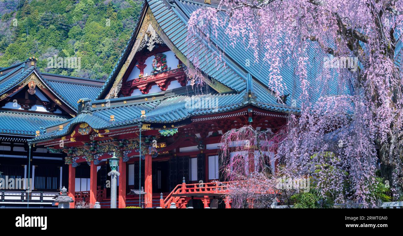 Cherry blossoms and Soshido Hall at Kuonji Temple in Minobu-san ...