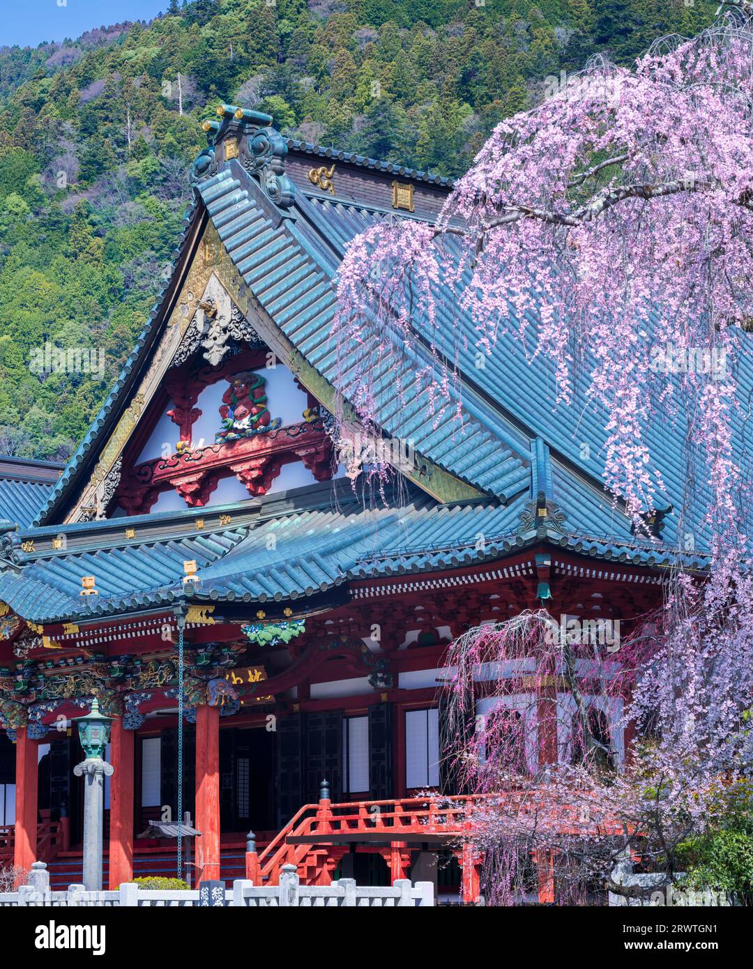 Cherry blossoms and Soshido Hall at Kuonji Temple in Minobu-san ...