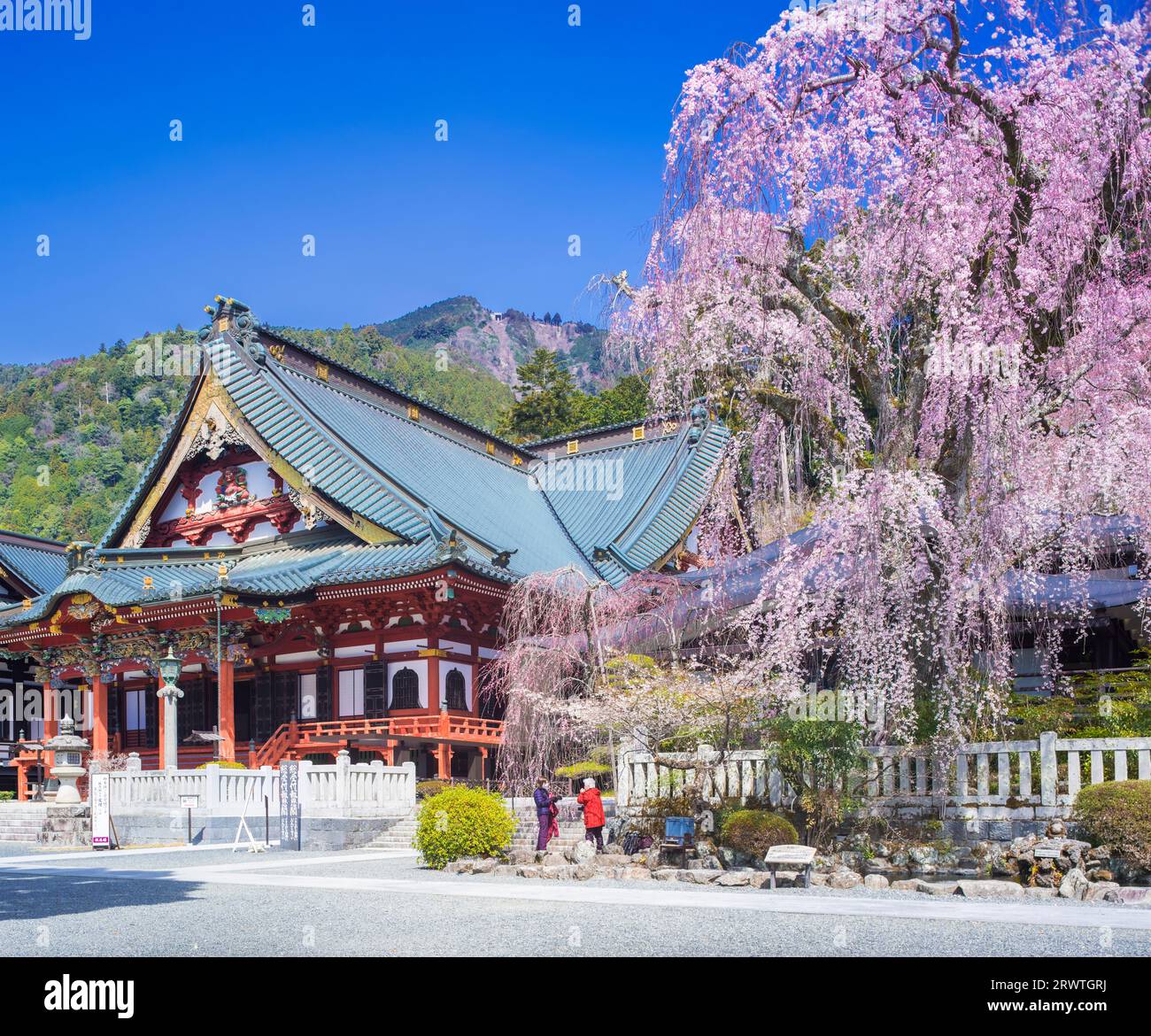 Cherry blossoms and Soshido Hall at Kuonji Temple in Minobu-san ...