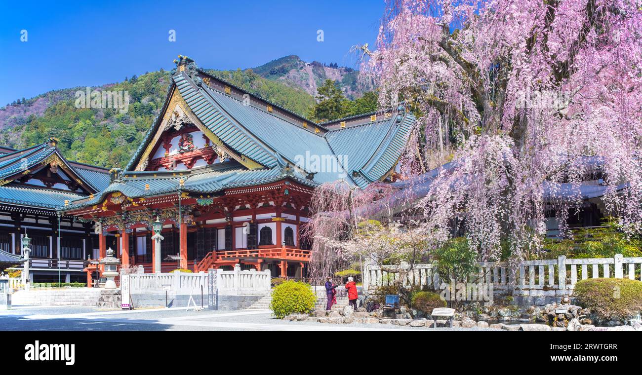 Cherry blossoms and Soshido Hall at Kuonji Temple in Minobu-san ...