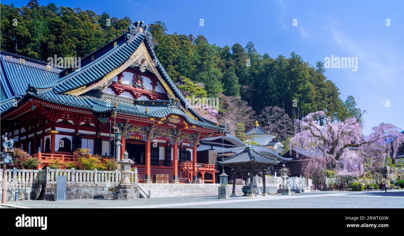 Cherry blossoms and Soshido Hall at Kuonji Temple in Minobu-san ...
