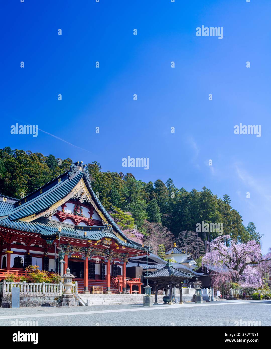 Cherry blossoms and Soshido Hall at Kuonji Temple in Minobu-san ...