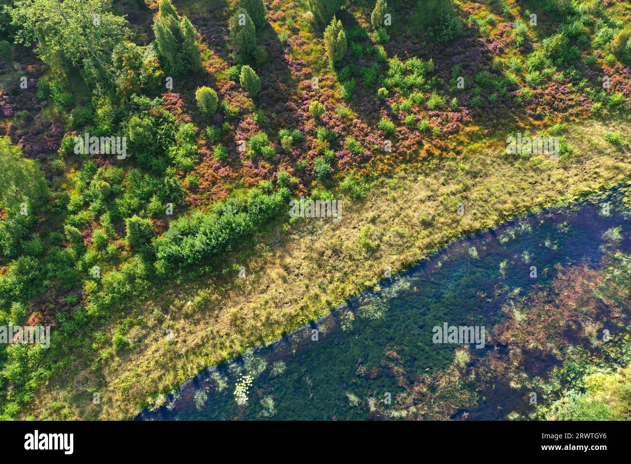 Vertical aerial view of the blooming heather next to a clear densely ...