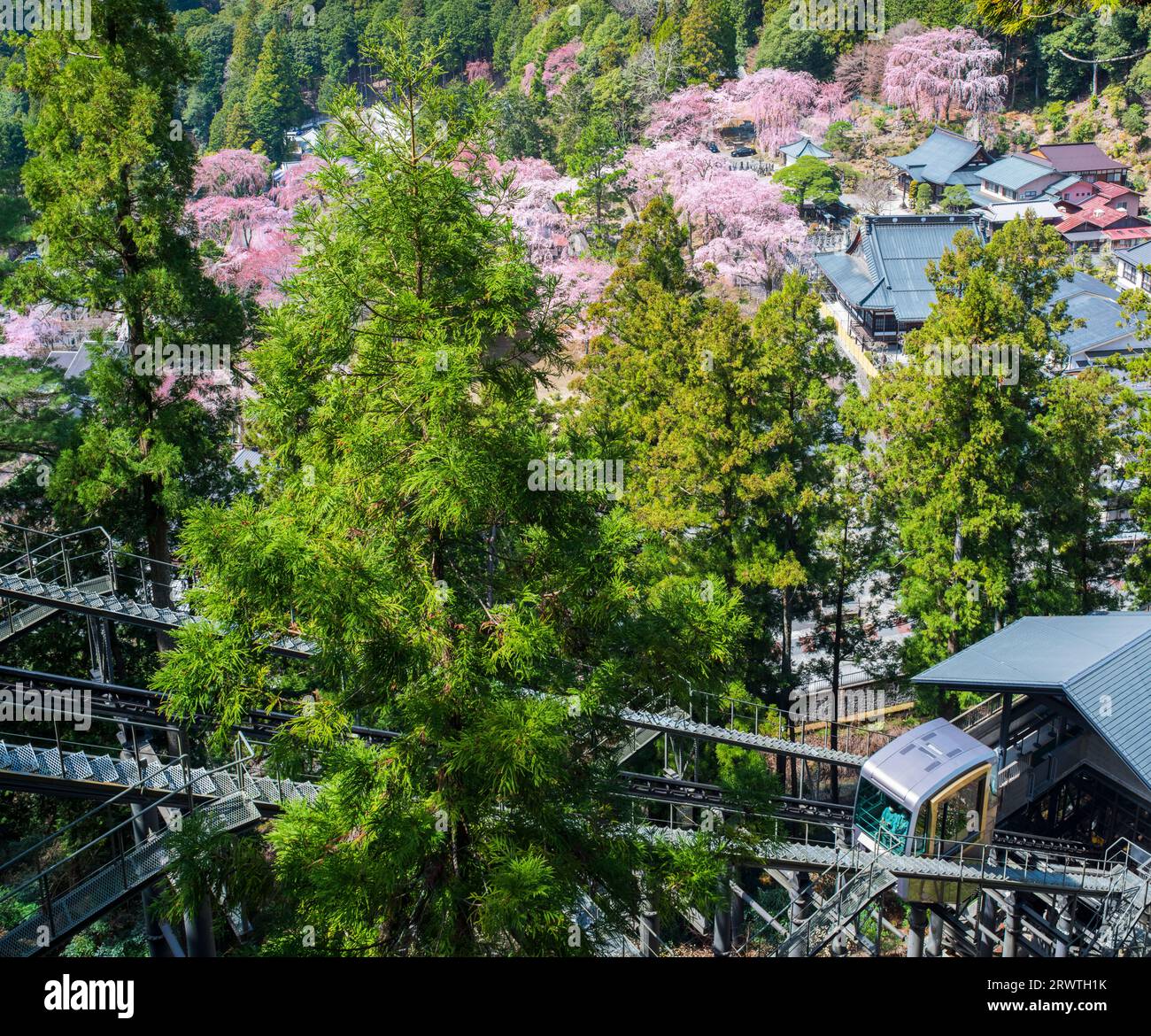 Minobu-san Kuon-ji Temple Cherry Blossom Scenery in Yamanashi Pref ...