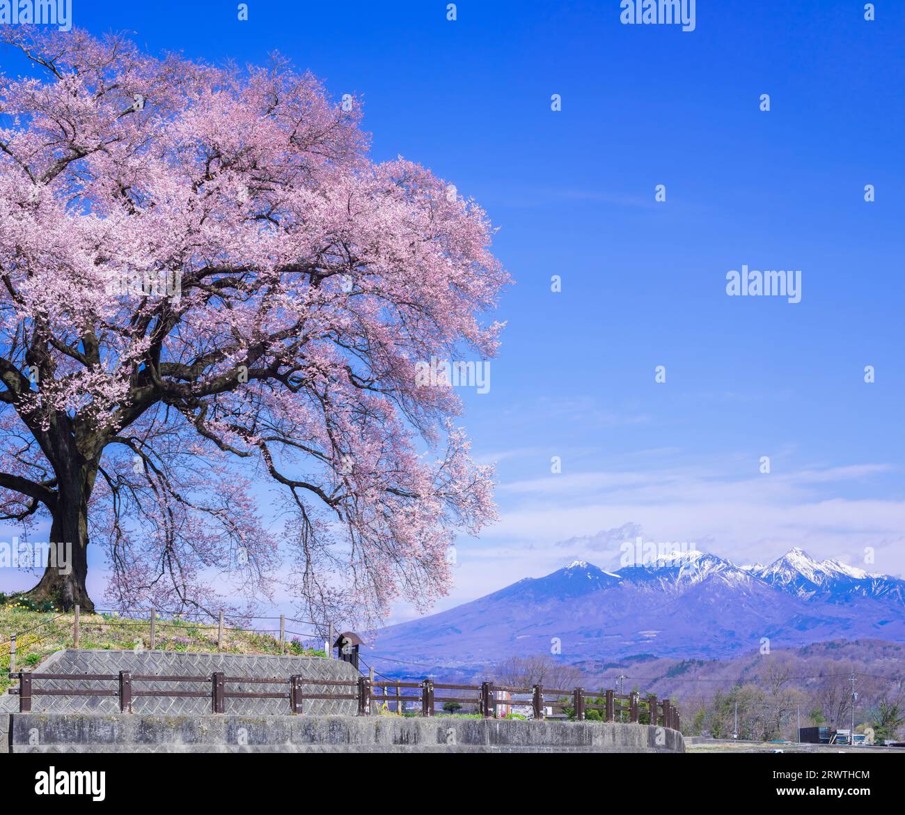 Yamanashi Landscapes Single cherry blossom and blue sky Distant view of ...