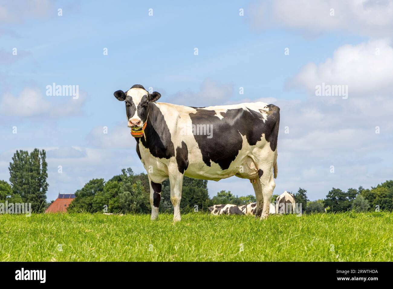 Cow standing full length in side view, Holstein milk cattle black and ...