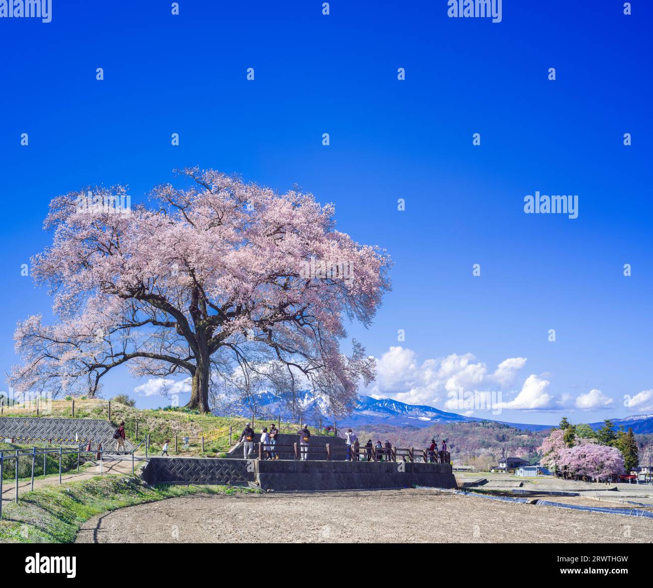 Yamanashi Landscapes Single cherry blossom and blue sky Distant view of ...