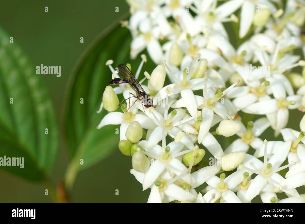 Close up tiny, female hoverfly Baccha elongata. Family syrphidae. On ...