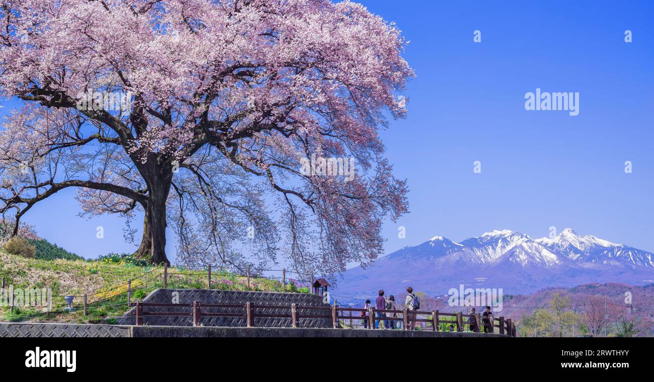 Yamanashi Landscapes Single cherry blossom and blue sky Distant view of ...