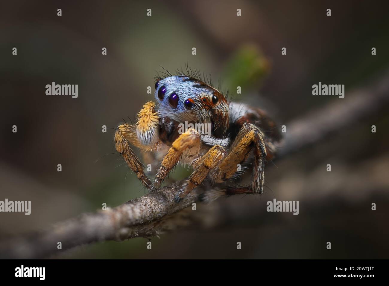 Male Peacock spider, Maratus banyowla Stock Photo - Alamy