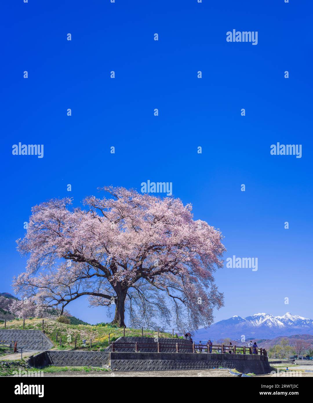 Yamanashi Landscapes Single cherry blossom and blue sky Distant view of ...