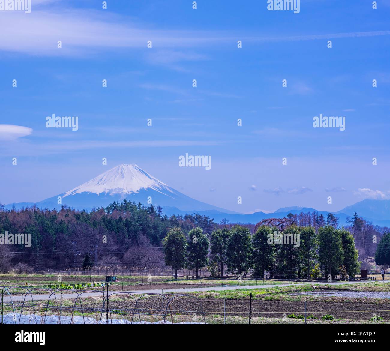 Yamanashi Landscapes The weeping cherry tree in Kanda and Mt. Fuji in ...