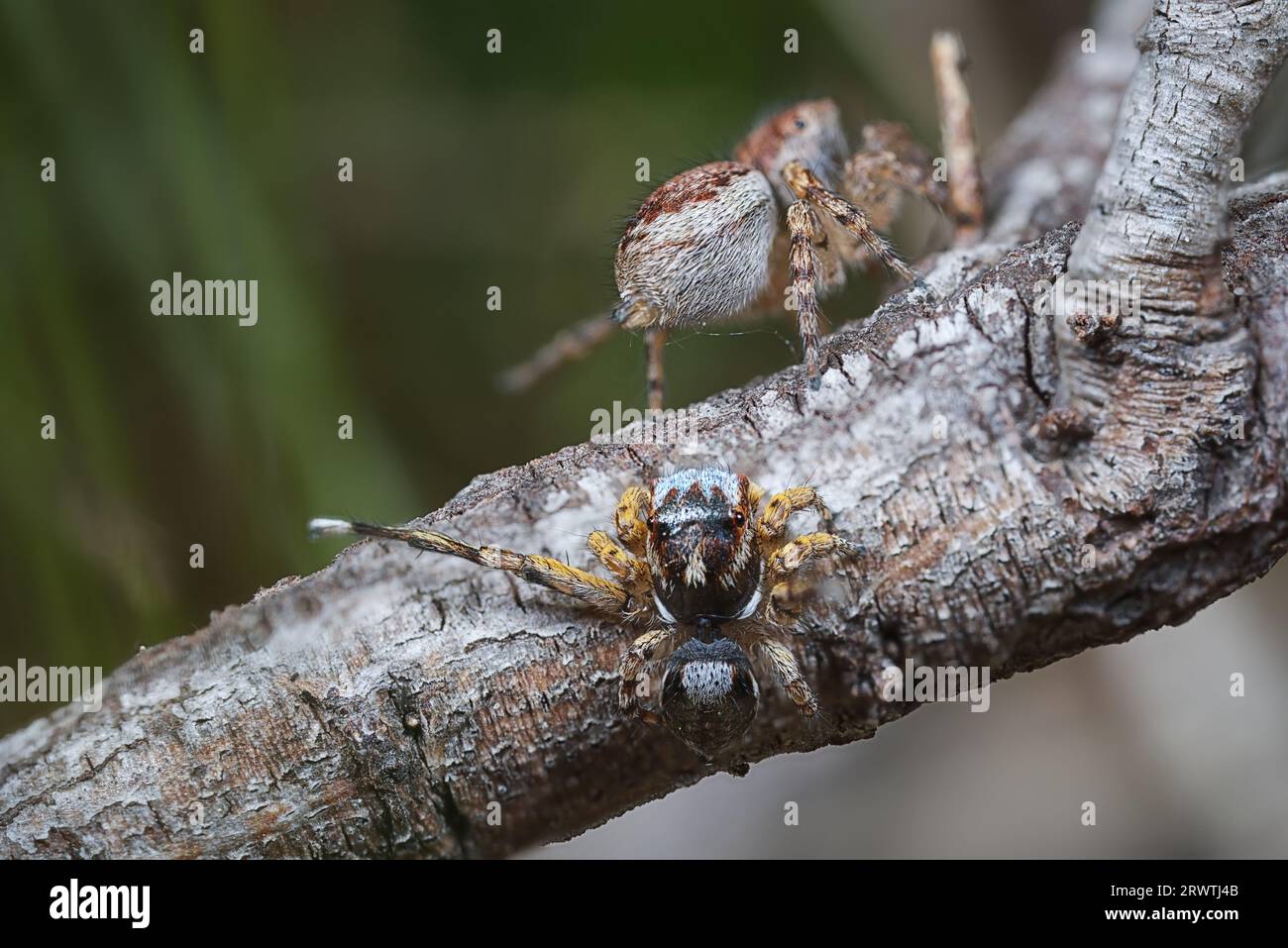 Male Peacock spider, Maratus banyowla courting a female Stock Photo - Alamy