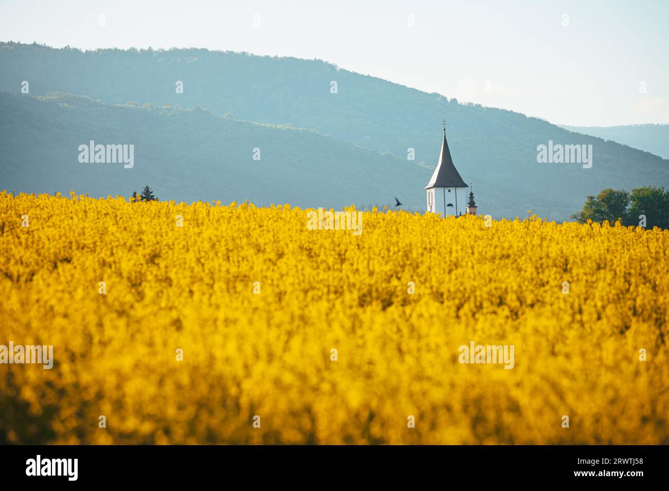 Charming Spring Countryside: Church Nestled in a Sea of Golden Blooms ...