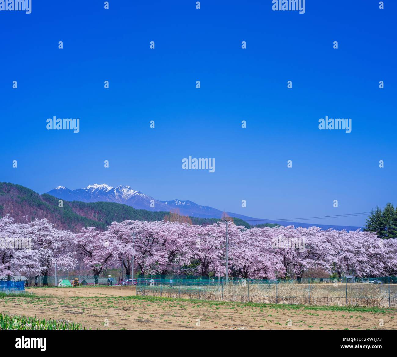 Sanehara Cherry Blossom Trees and the Yatsugatake Mountain Range in the ...