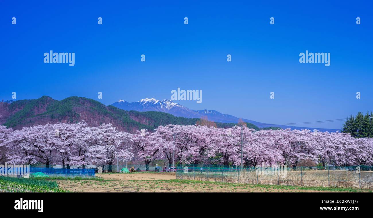 Sanehara Cherry Blossom Trees and the Yatsugatake Mountain Range in the ...