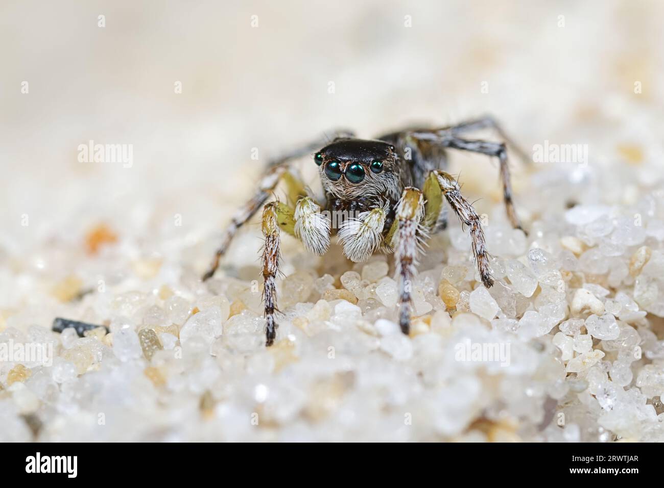 Male Peacock spider, Maratus speculifer; the Black Mirror Peacock ...