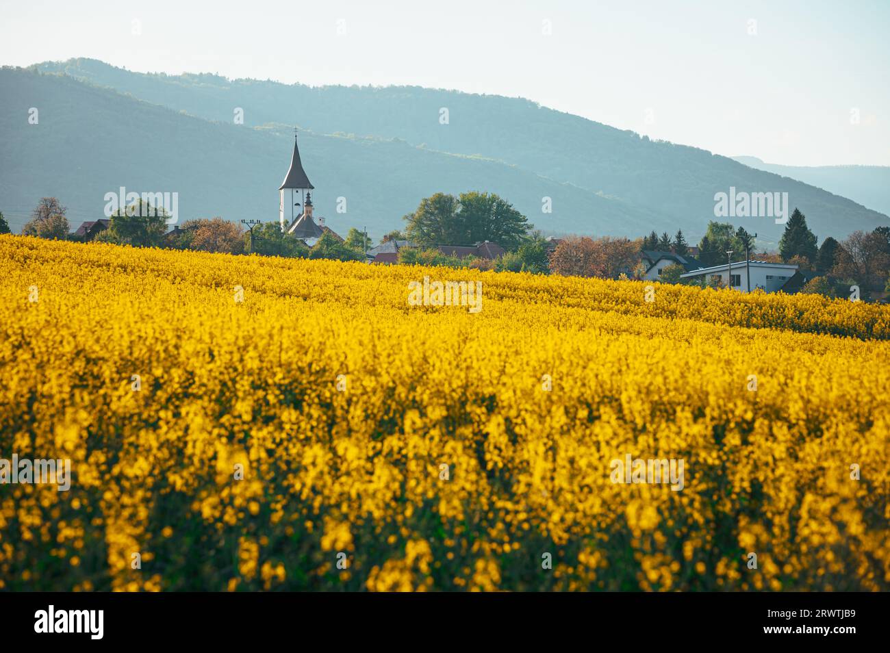 A Symphony of Colors: Yellow Fields Embrace the Village Church in ...