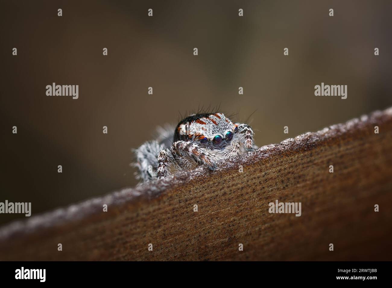 Male Peacock spider, Maratus pinninger Stock Photo - Alamy