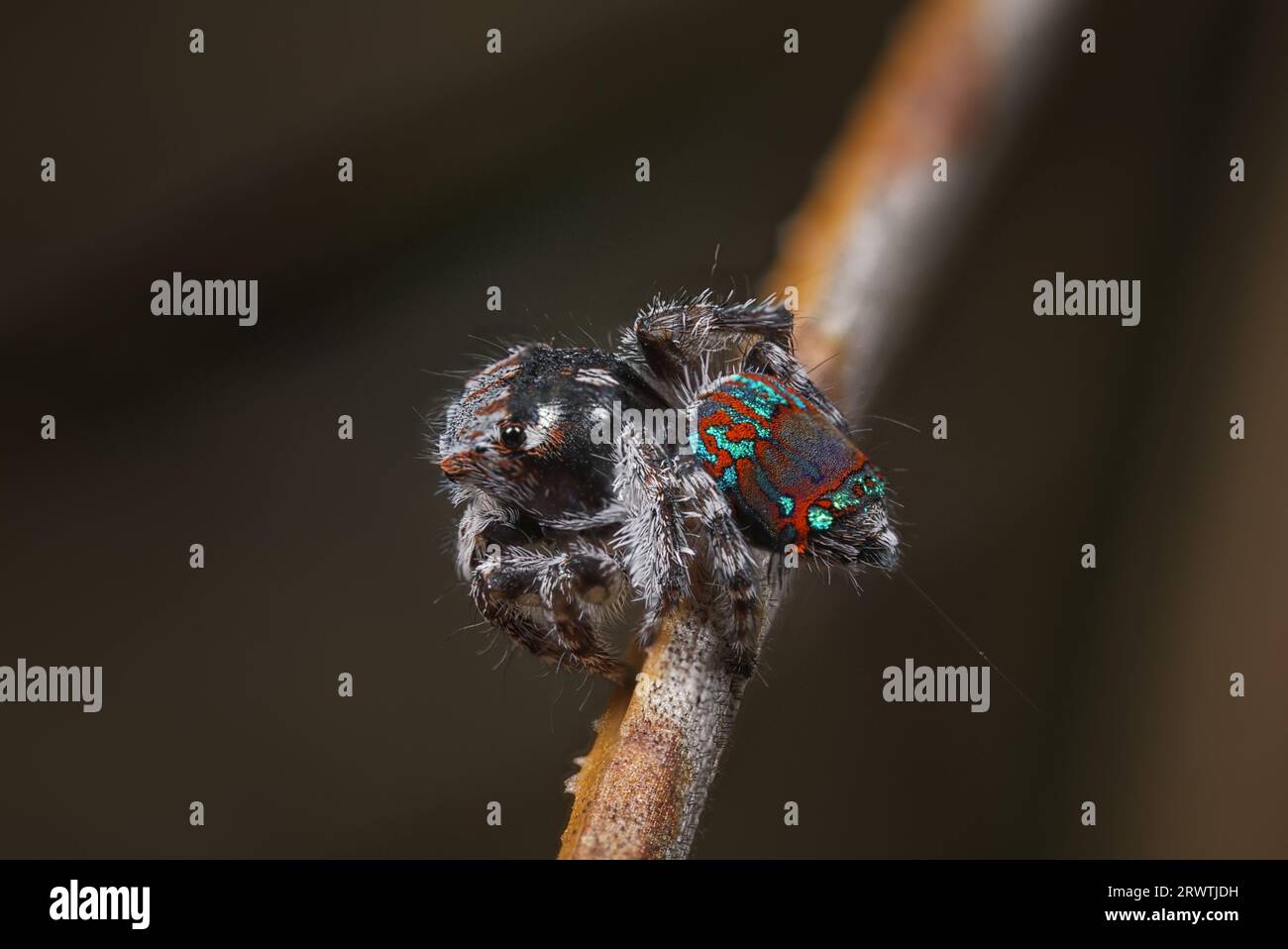 Male Peacock spider, Maratus pinninger Stock Photo - Alamy