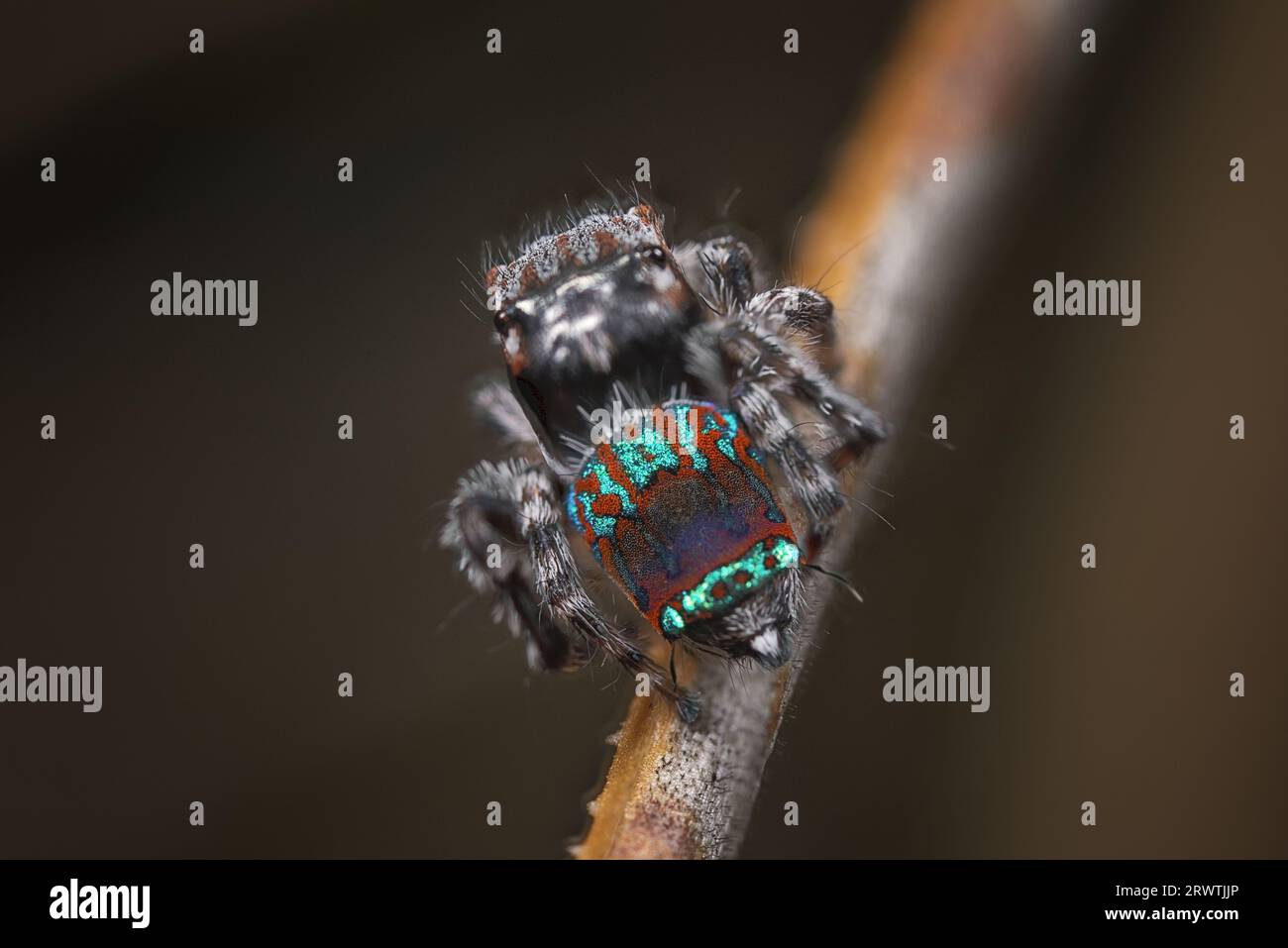 Male Peacock spider, Maratus pinninger Stock Photo - Alamy