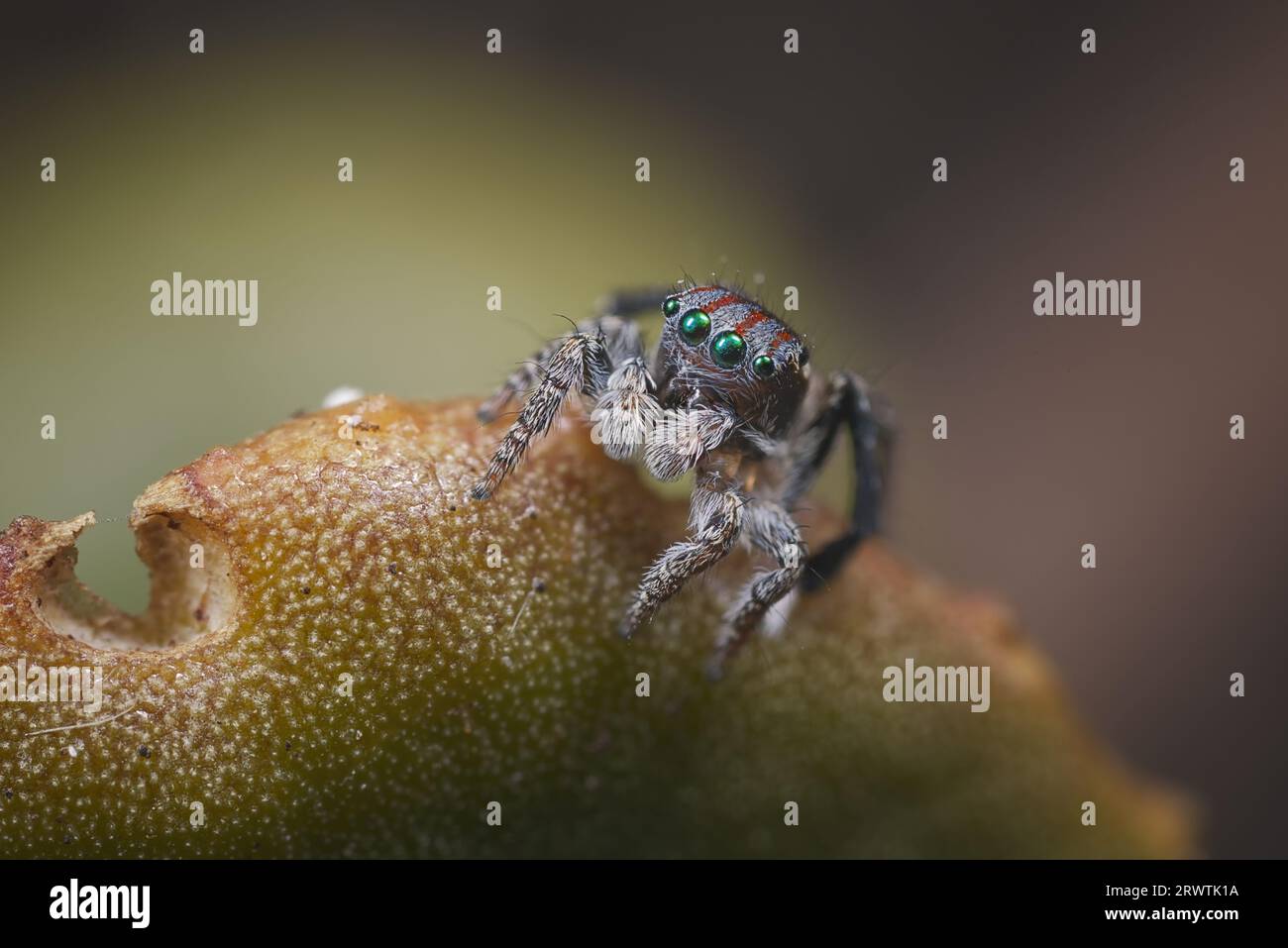 Male Peacock spider, Maratus tiddalik in his breeding colours Stock ...
