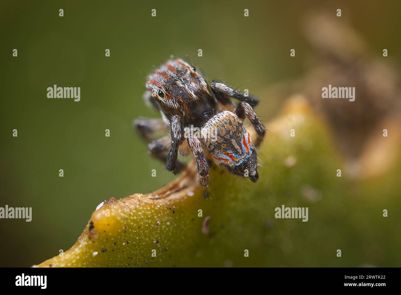 Male Peacock spider, Maratus tiddalik in his breeding colours Stock ...