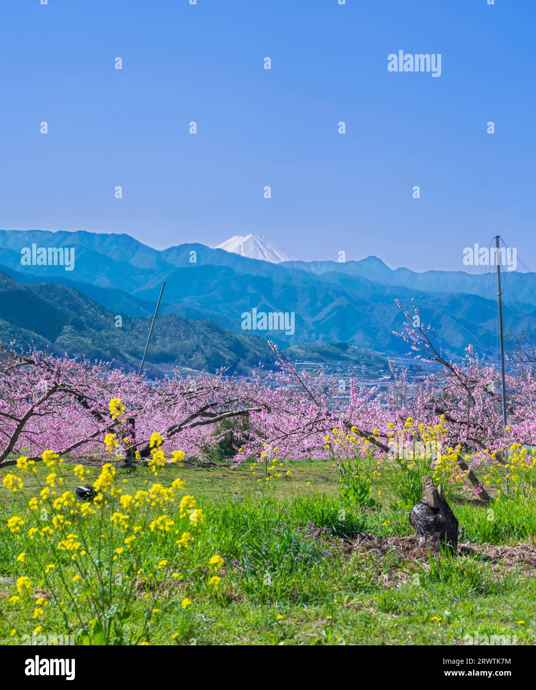 Yamanashi Landscapes Peach blossoms and Mt. Fuji distant view ...