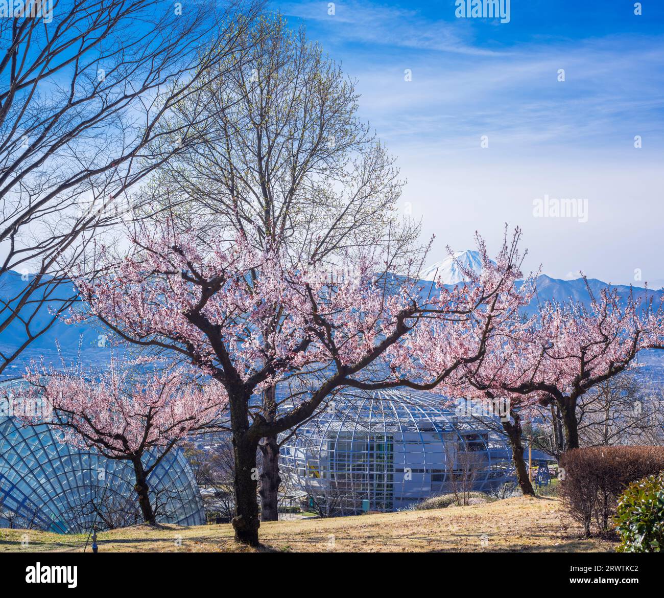 Yamanashi Landscapes Peach blossoms and Mt. Fuefukigawa Fruit Park ...