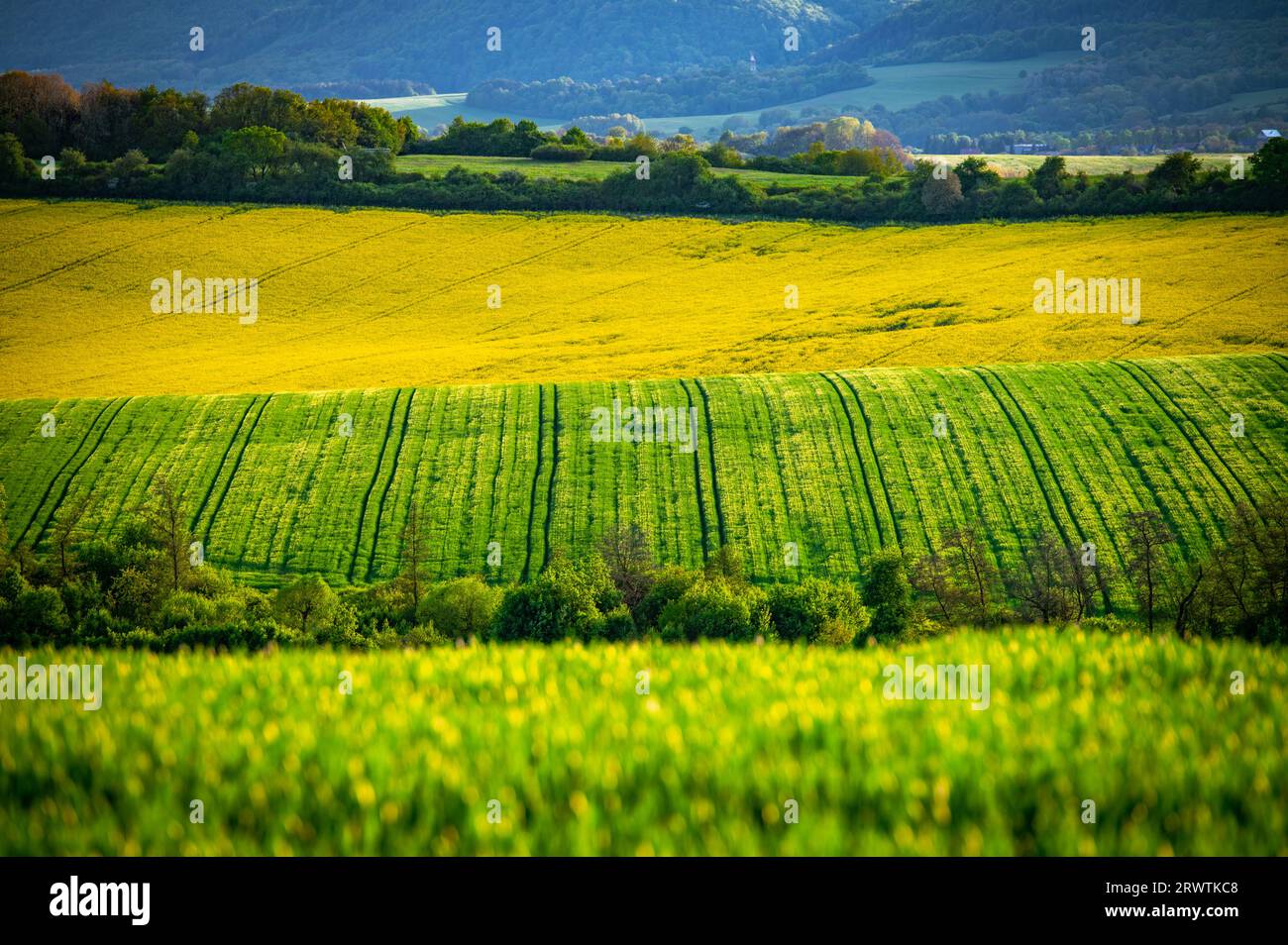 Splendor blossom hi-res stock photography and images - Alamy